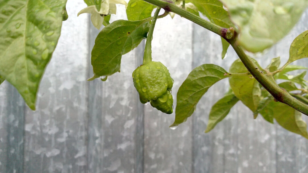 7 Pot Chili Varieties | Chili-Plants.com