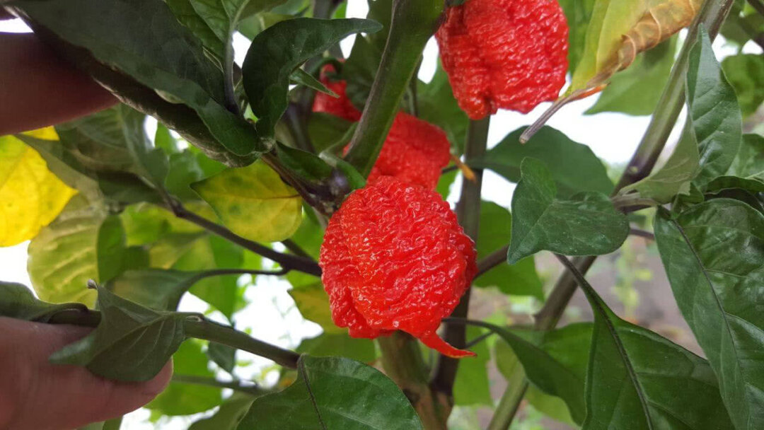 Carolina Reaper Chili | Chili-Plants.com