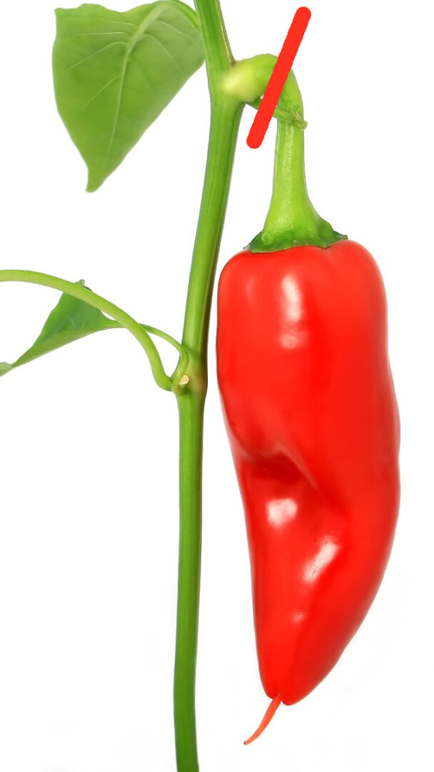 Chilis richtig ernten und verarbeiten | Chili-Plants.com