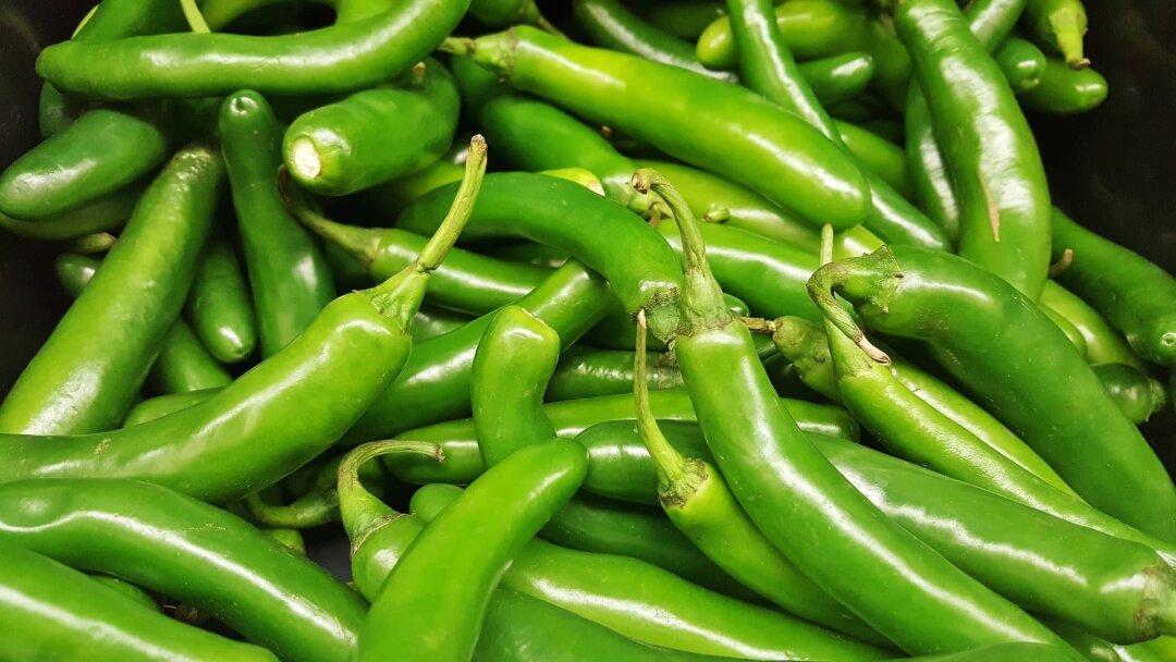 Cultivo, utilización y Scoville de variedades de chile serrano