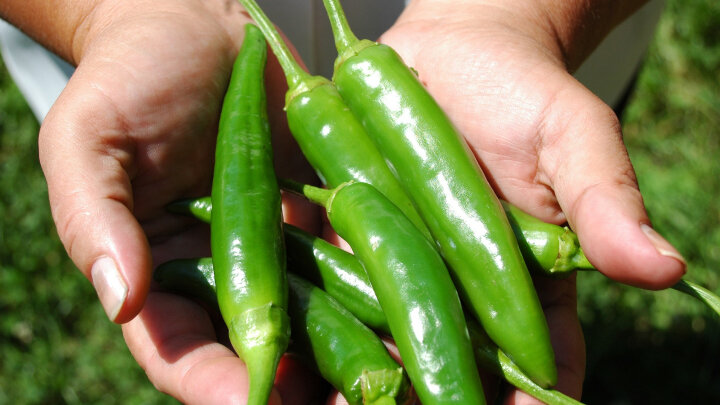 Cuidado y cultivo de plantas de chile - Infos y consejos| Chili-Plant
