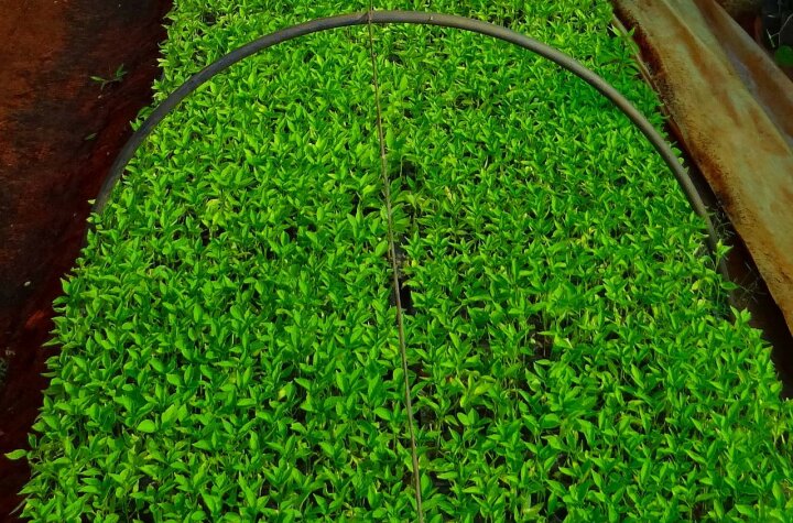 Chili Cultivation Monthly Calendar | Chili-Plants.com