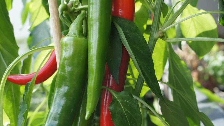 Size of Chili Plants | Chili-Plants.com
