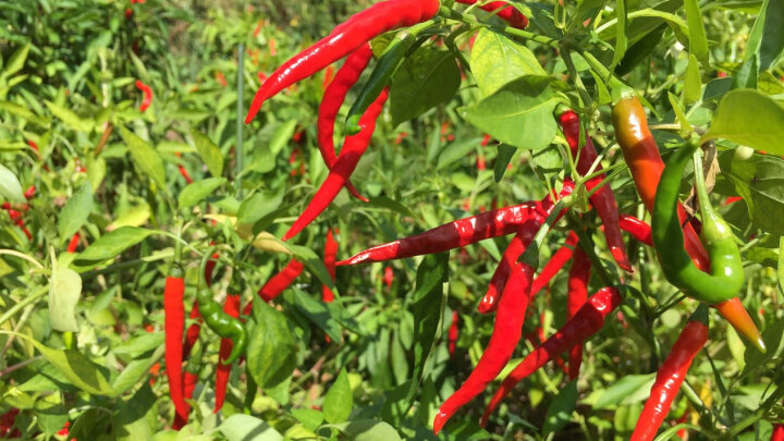Variedades de chiles y sus plantas | Chili-Plants.com
