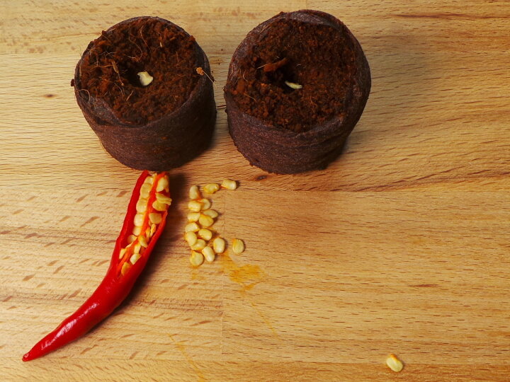 Instrucciones de cultivo del chile - como germinar semillas de chile