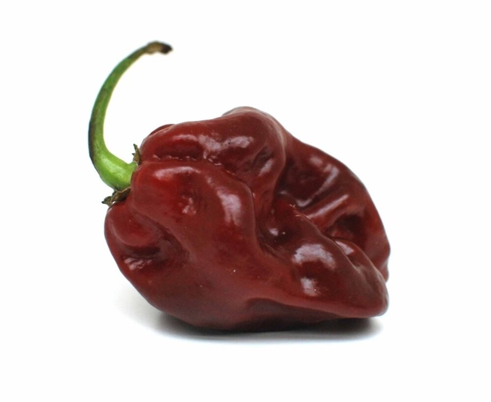 Scotch Bonnet chocolate - 10 Semillas de chile | Chili-Plants.com Sho
