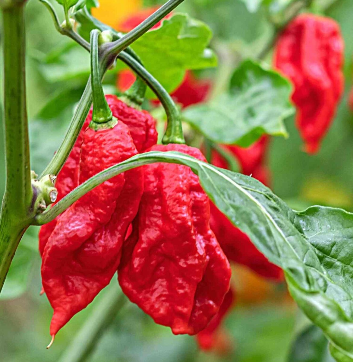 Naga Viper - 10 Semilllas de chile | Chili-Plants.com Shop