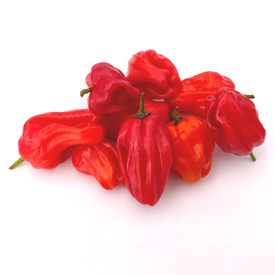 Criolla de cocina - 10 Semillas de chile | Chili-Plants.com Shop